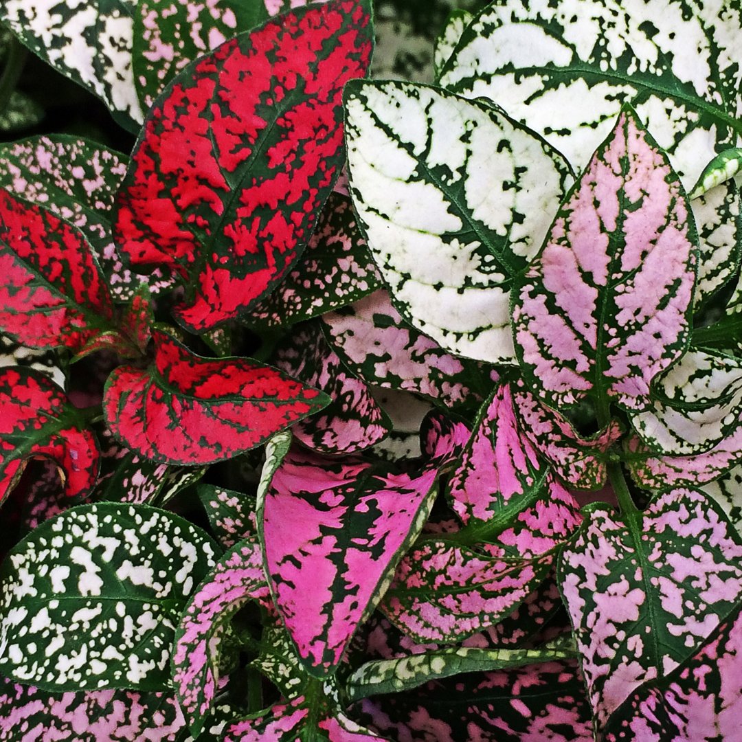 Polka Dot Plants – Fam Plants