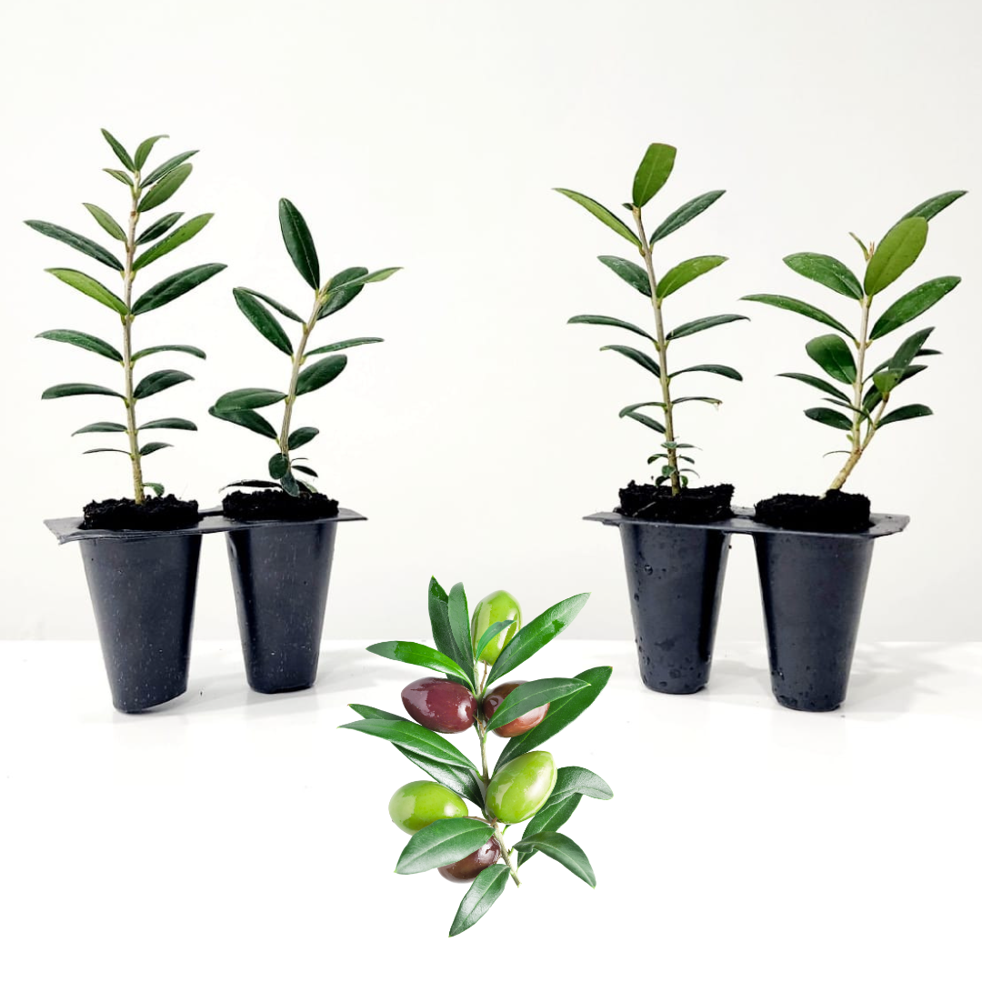 Arbequina "Olive Tree". Set of 4 Starts live plant – Fam Plants