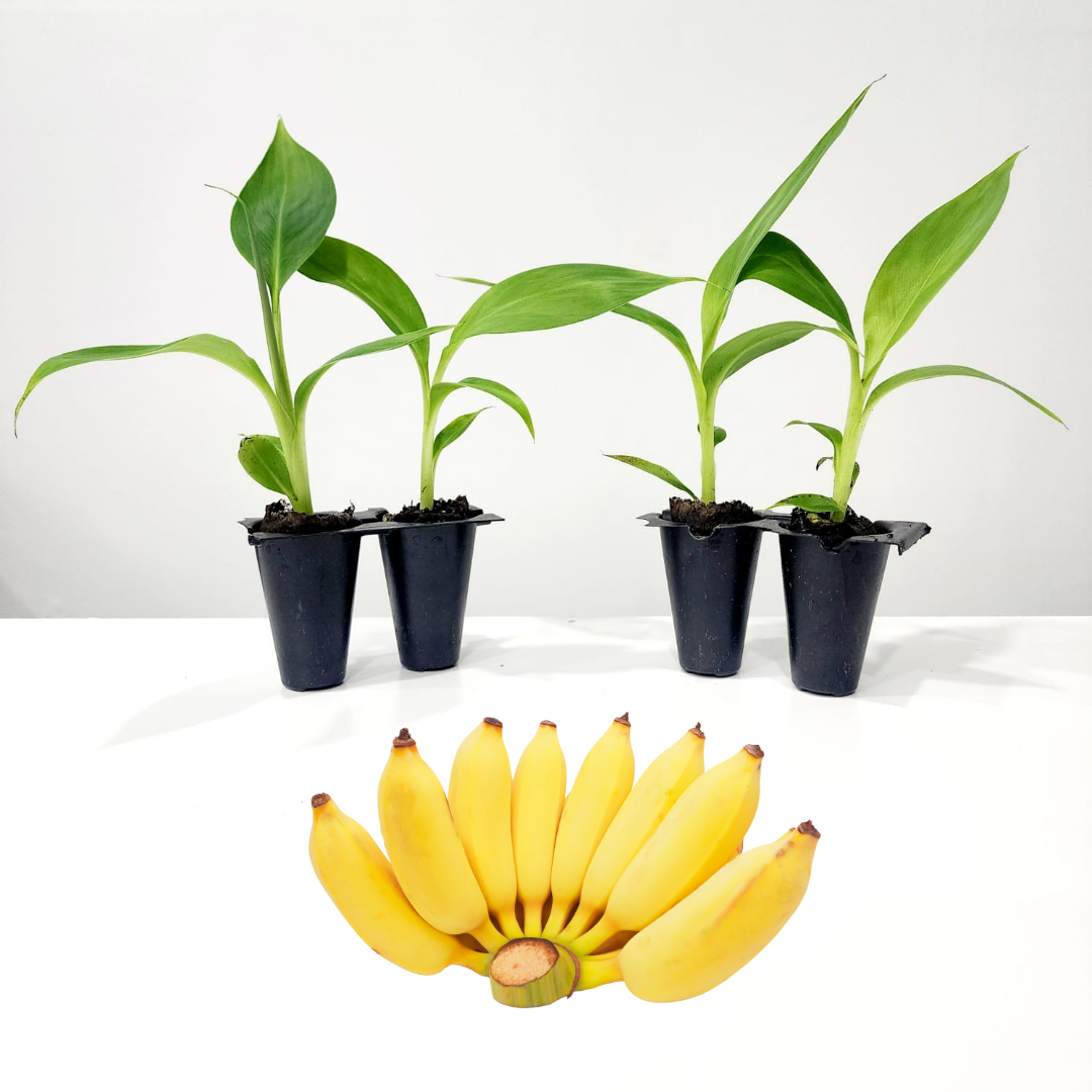 Banana "Dwarf Cavendish". Set of 4 Starts live plant – Fam Plants
