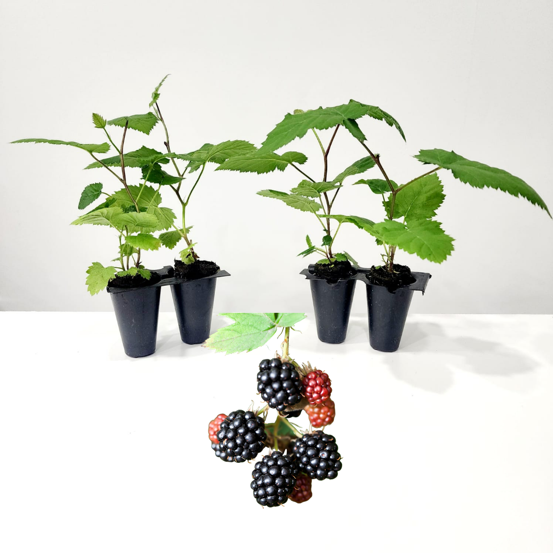 Blackberry "Triple Crown". Set of 4 Starts live plant – Fam Plants