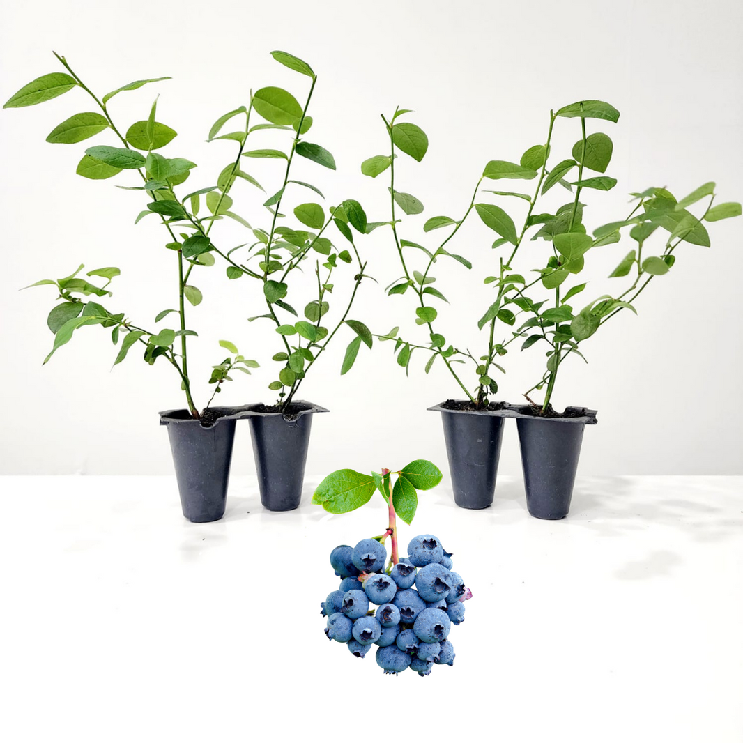 Blueberry – Fam Plants