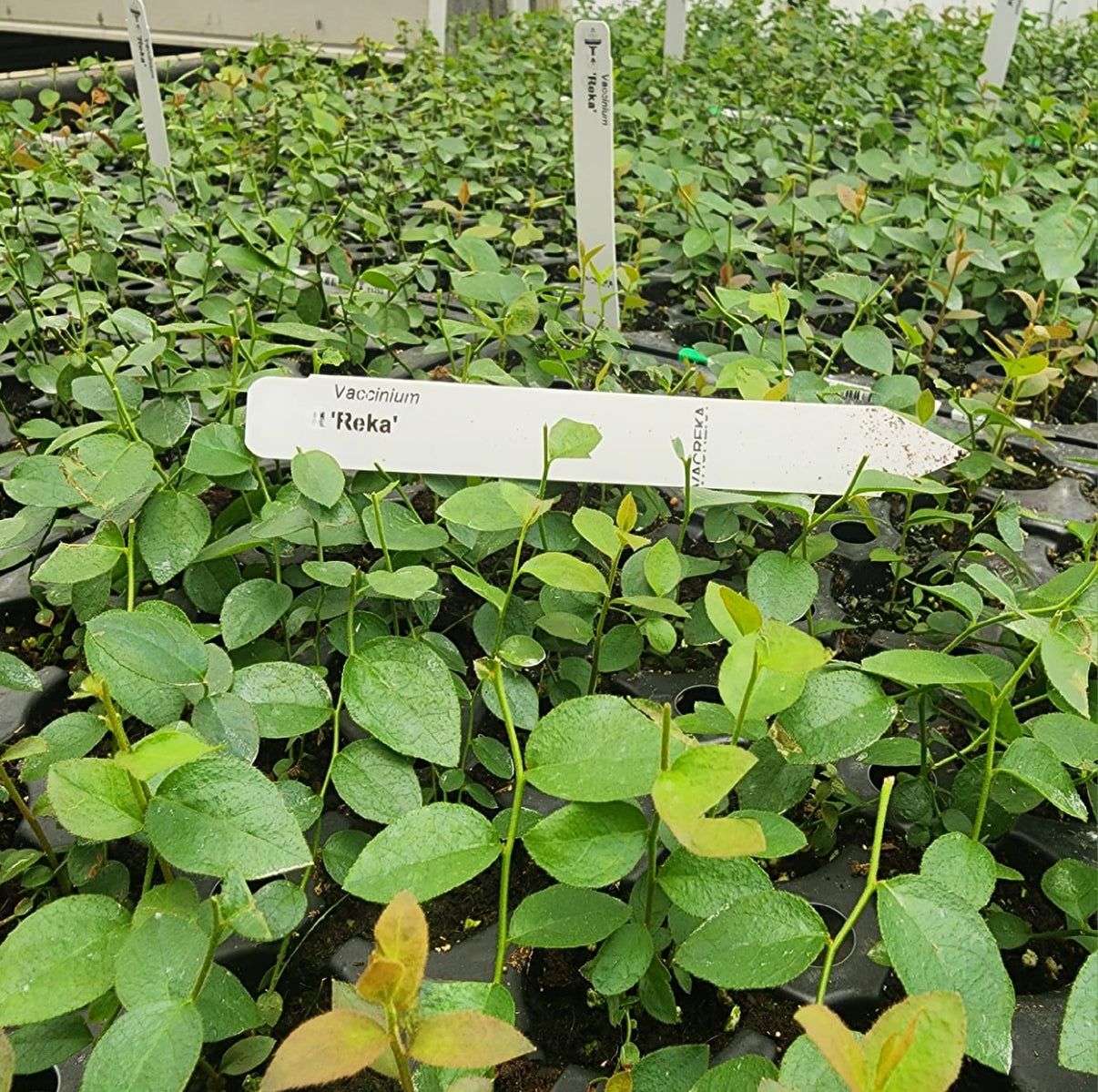 Blueberry "Reka". Set of 4 starter live plants – Fam Plants