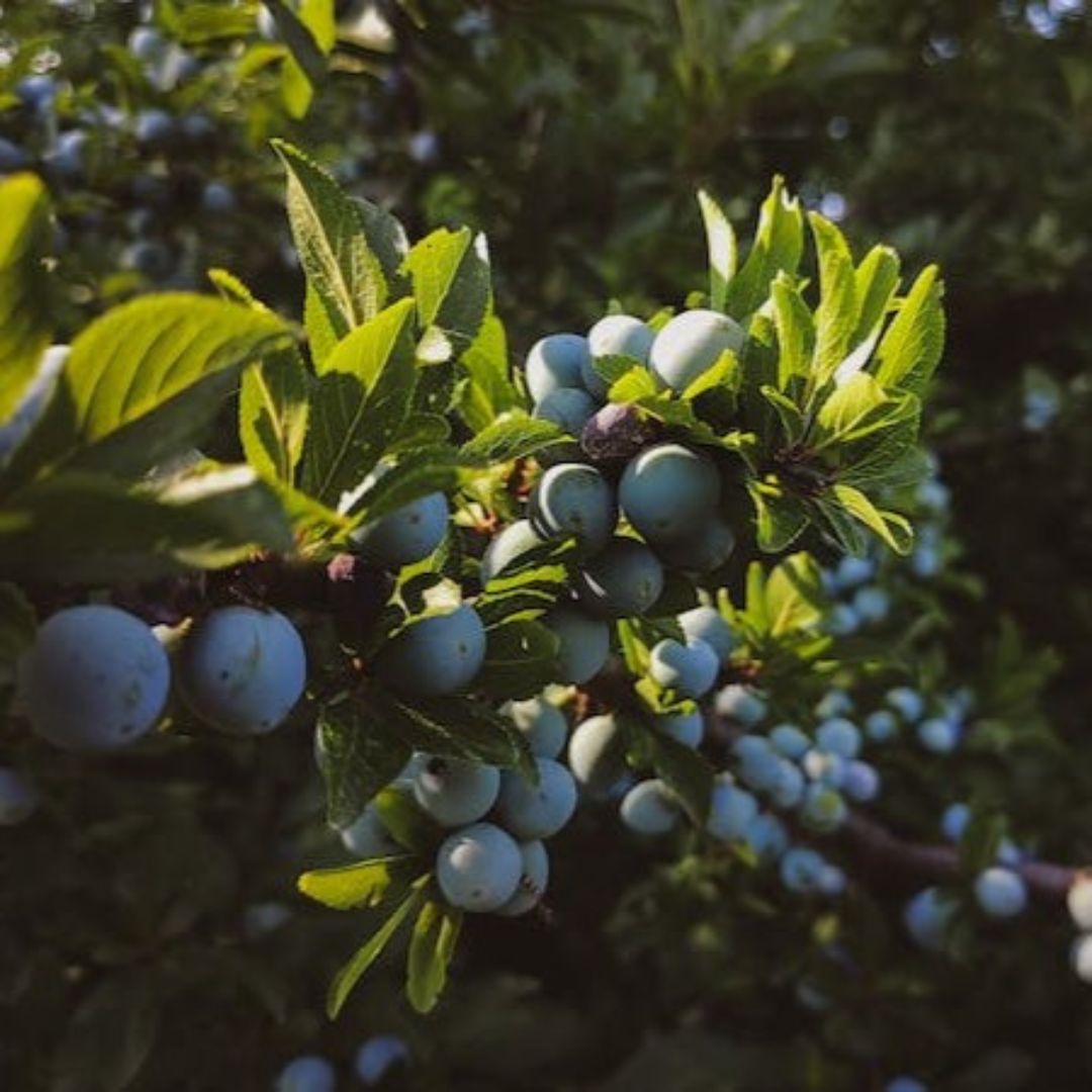 Blueberry – Fam Plants