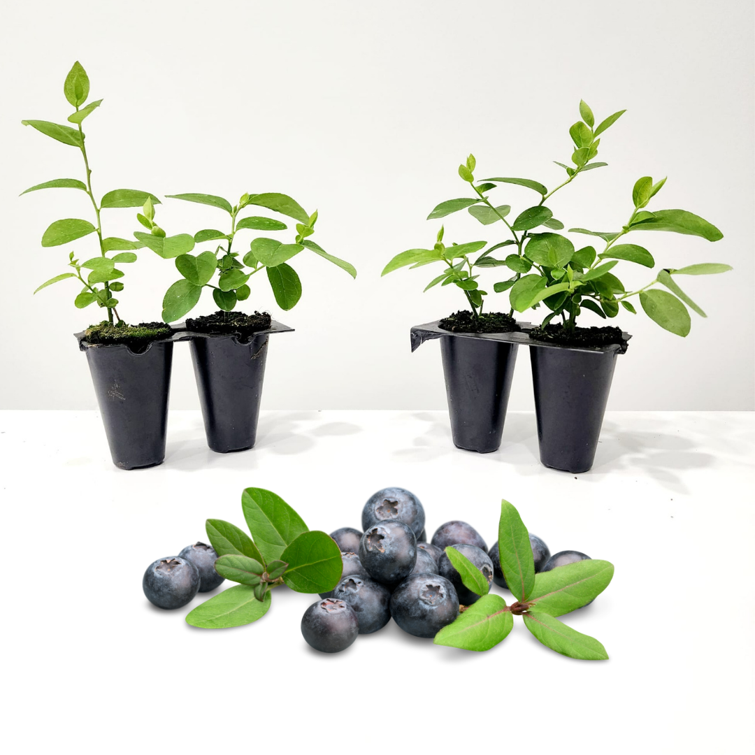 Blueberrry "Jewel". Set of 4 Starts live plant – Fam Plants