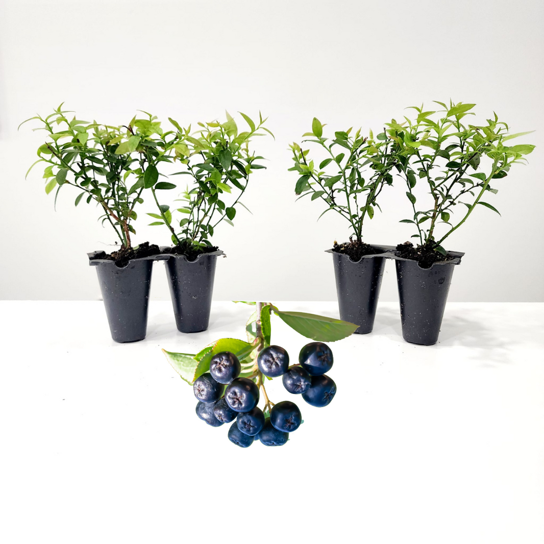 Blueberry – Fam Plants