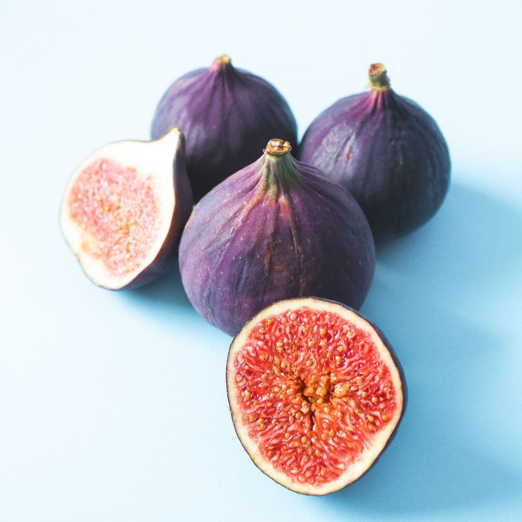 Fig Tree "Violette de Bordeaux" Set of 4 starter live plants – Fam Plants