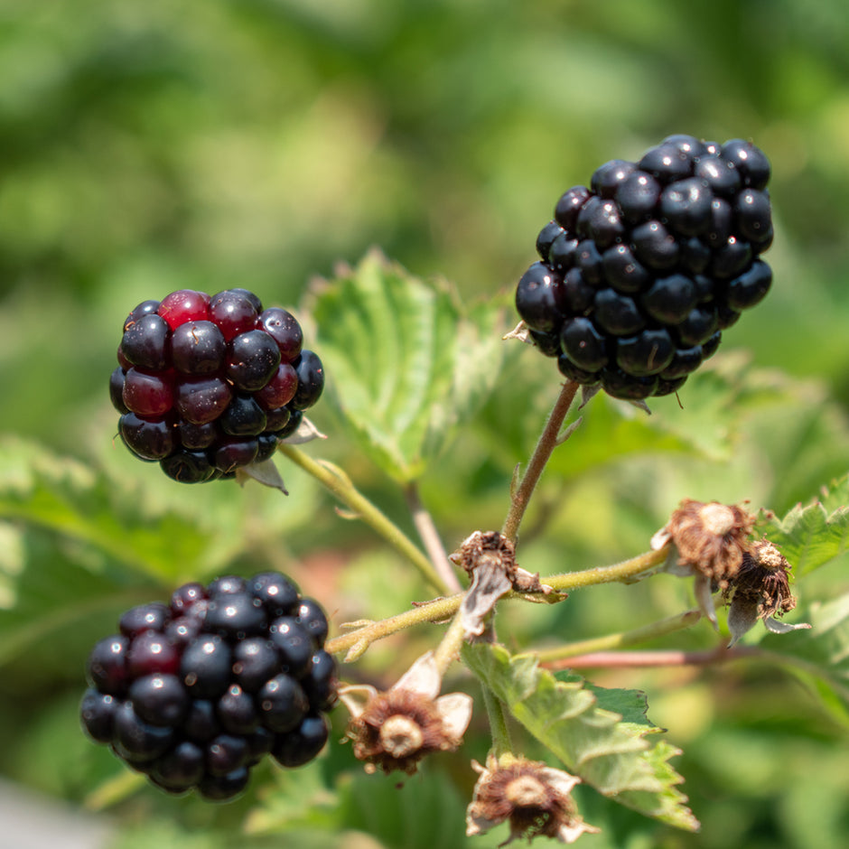 Products – Fam Plants